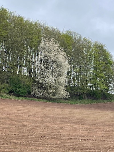 Jane Wheeler – photos, writing & painting, walking and drawing in Scotland